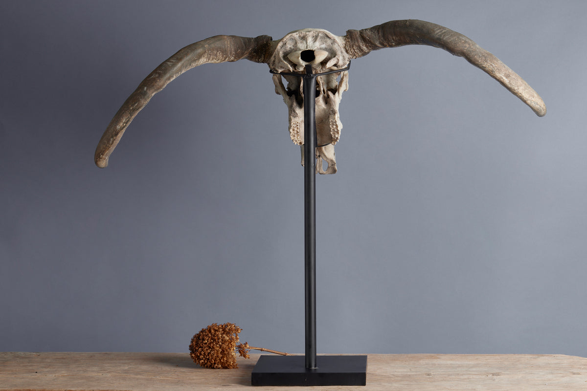 Mounted Water Buffalo Skull from the Island of Flores – Michael Trapp