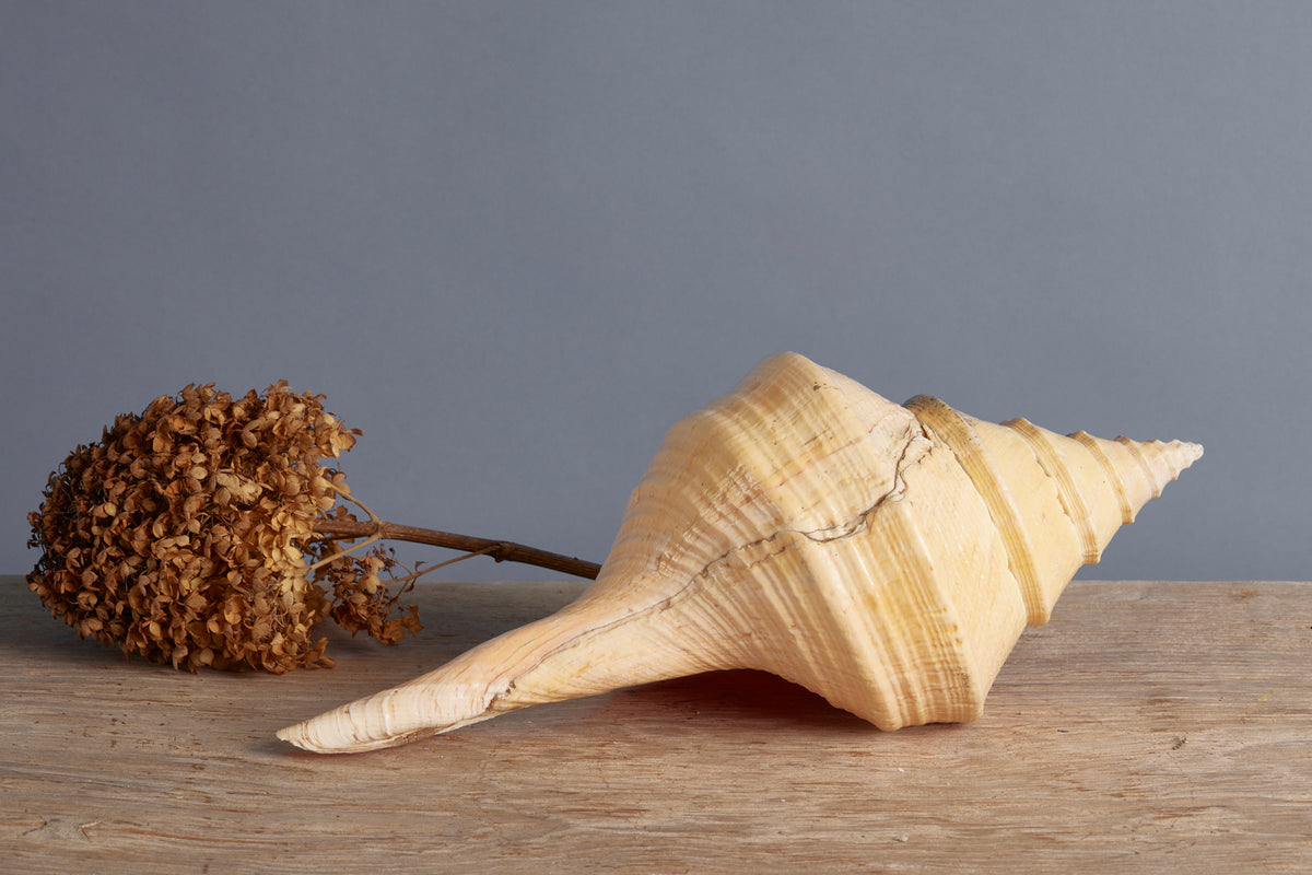 Large Pink Binga Shell from Indonesia – Michael Trapp