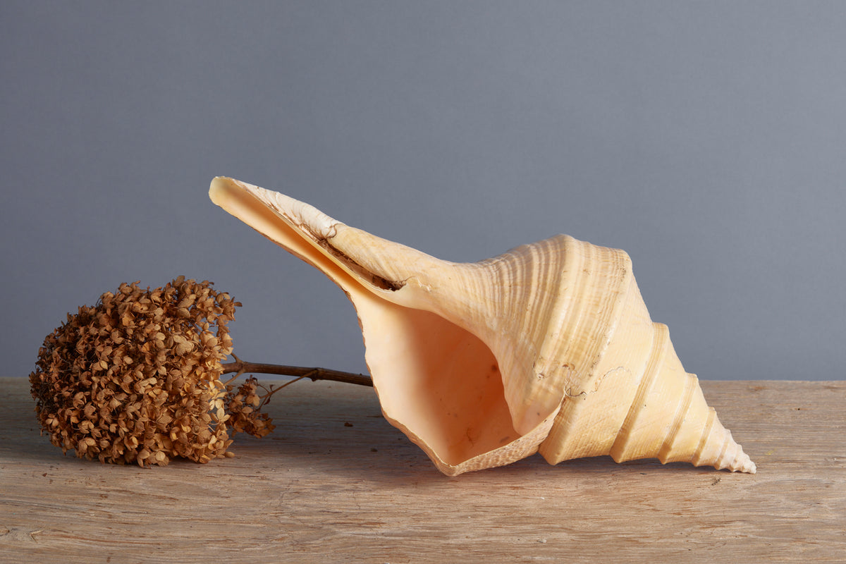 Large Pink Binga Shell from Indonesia – Michael Trapp