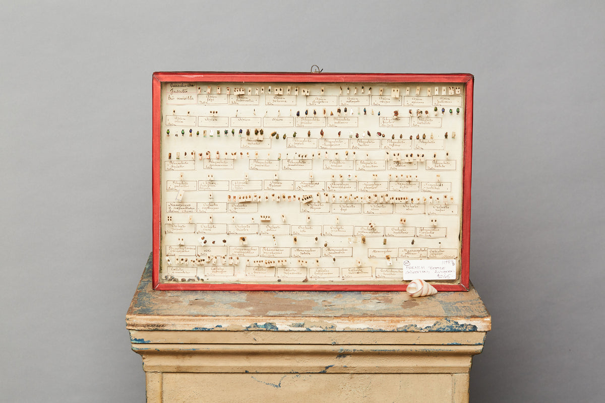 French Beetle Collection from Avignon – Michael Trapp