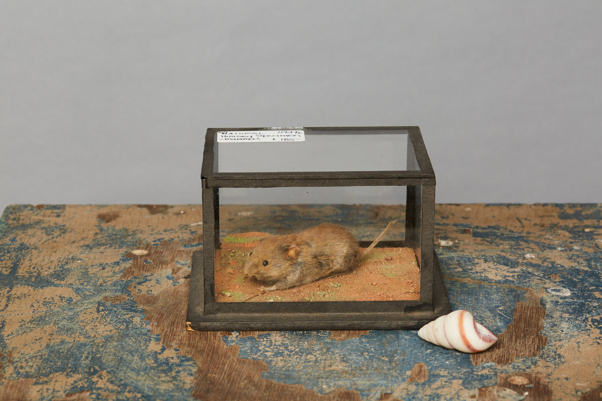 Mammal from a Natural History Museum in Hungary – Michael Trapp